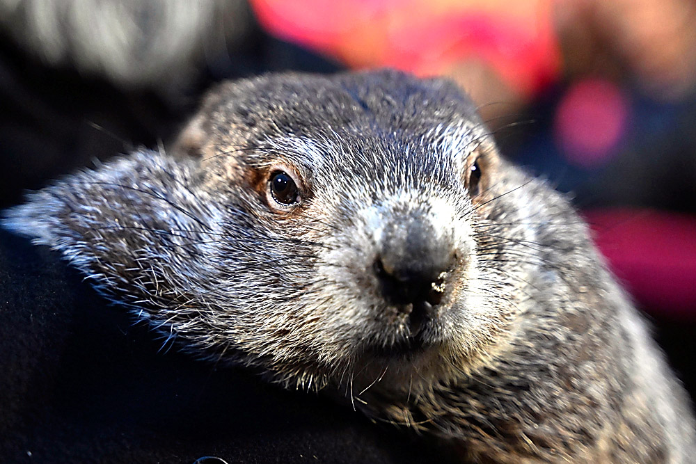 Punxsutawney Phil, wife welcome 2 babies | News, Sports, Jobs - Altoona ...